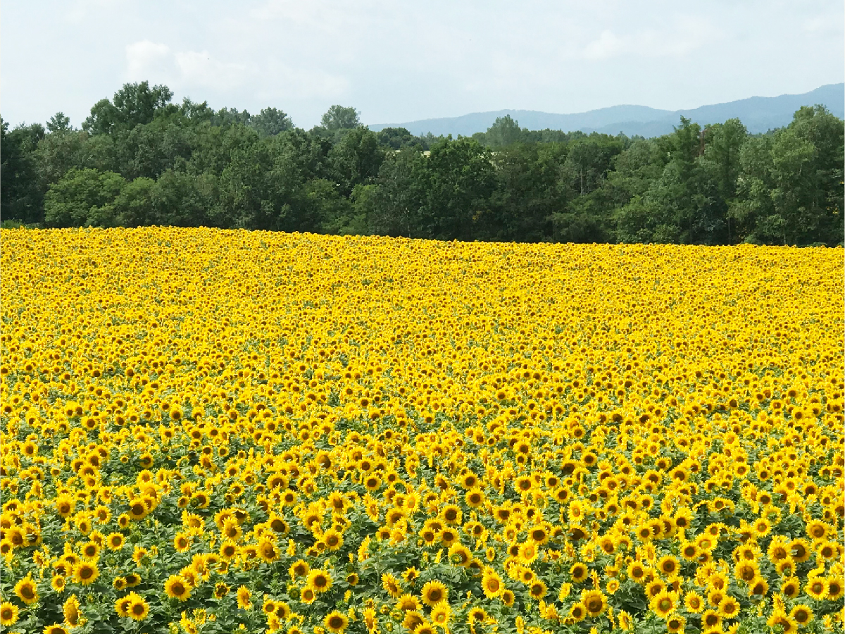 アクティビティ/ Activity – ペンションポプラ